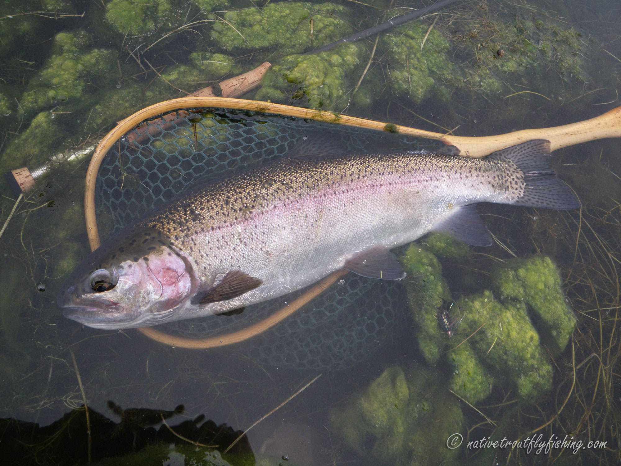 Native Trout Fly Fishing: Hatchery Strain Rainbow Trout Native Trout Fly Fishing: Hatchery Strain Rainbow Trout