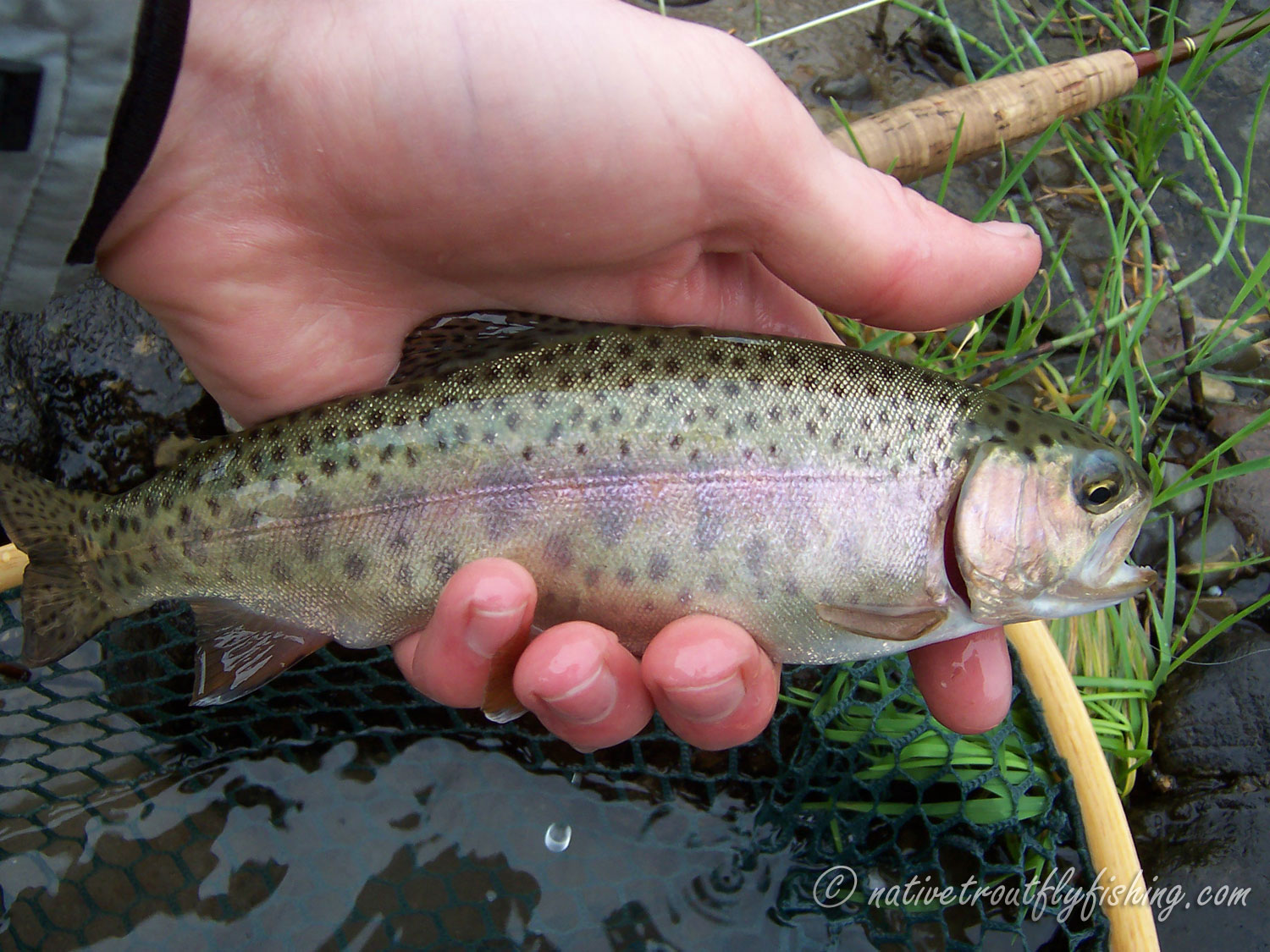 Native Trout Fly Fishing: Hatchery Strain Rainbow Trout Native Trout Fly Fishing: Hatchery Strain Rainbow Trout
