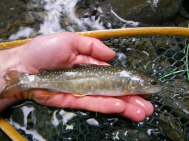 Native Trout Fly Fishing: Bull Trout