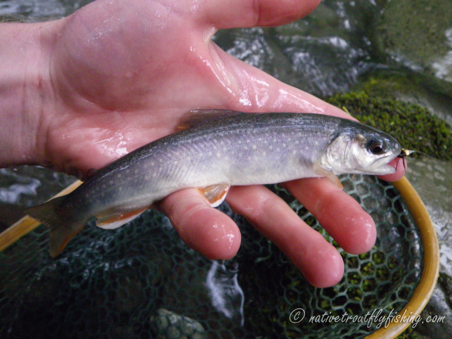 Native Trout Fly Fishing: Southern Dolly Varden