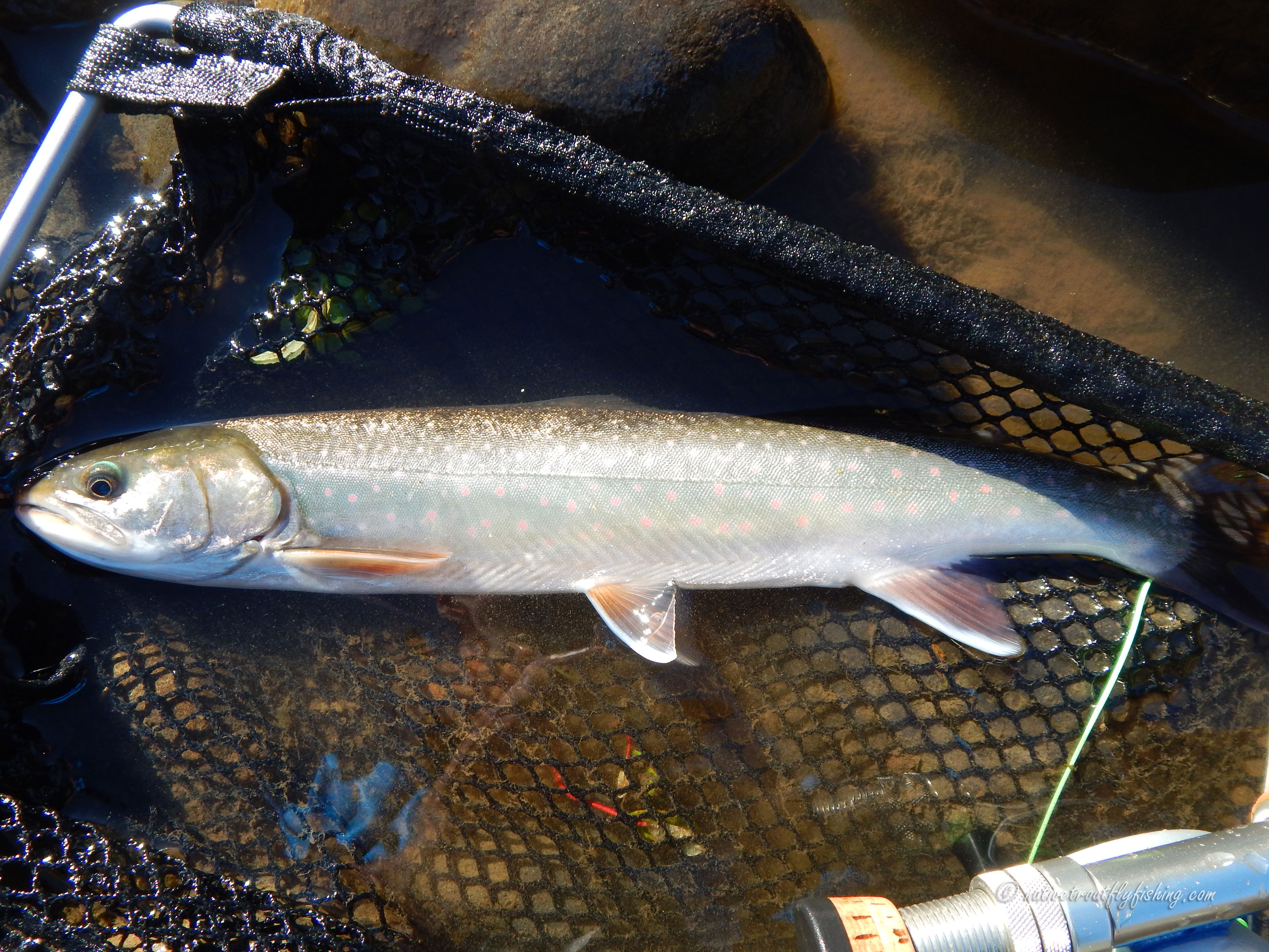 Native Trout Fly Fishing: Southern Dolly Varden